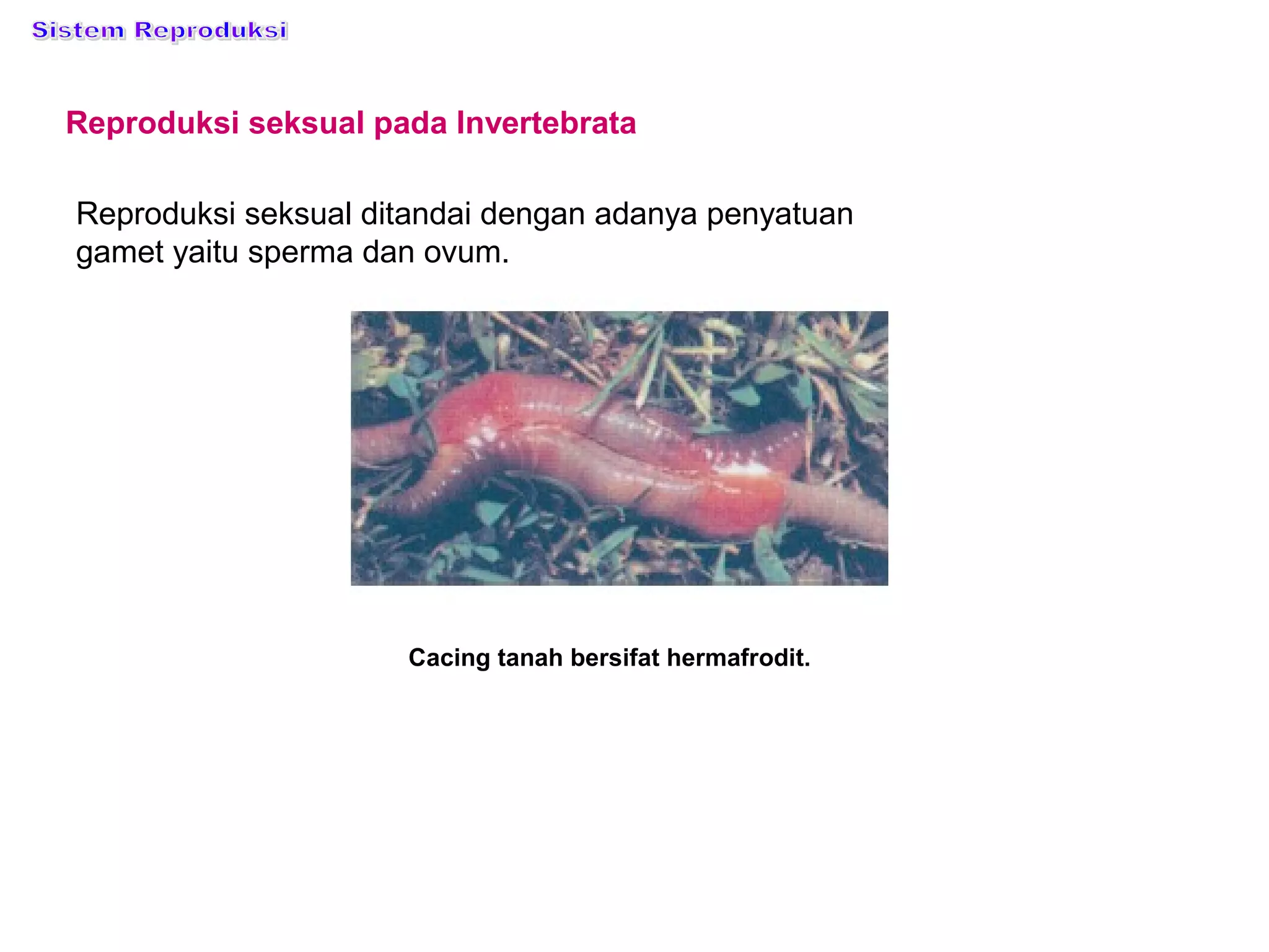 10. sistem reproduksi | PPT