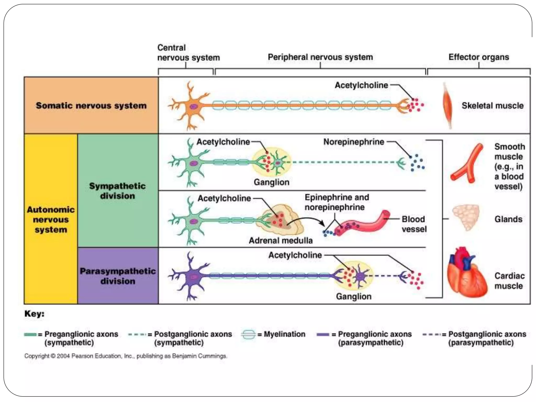 pharmacology of symphathetic system | PPTX
