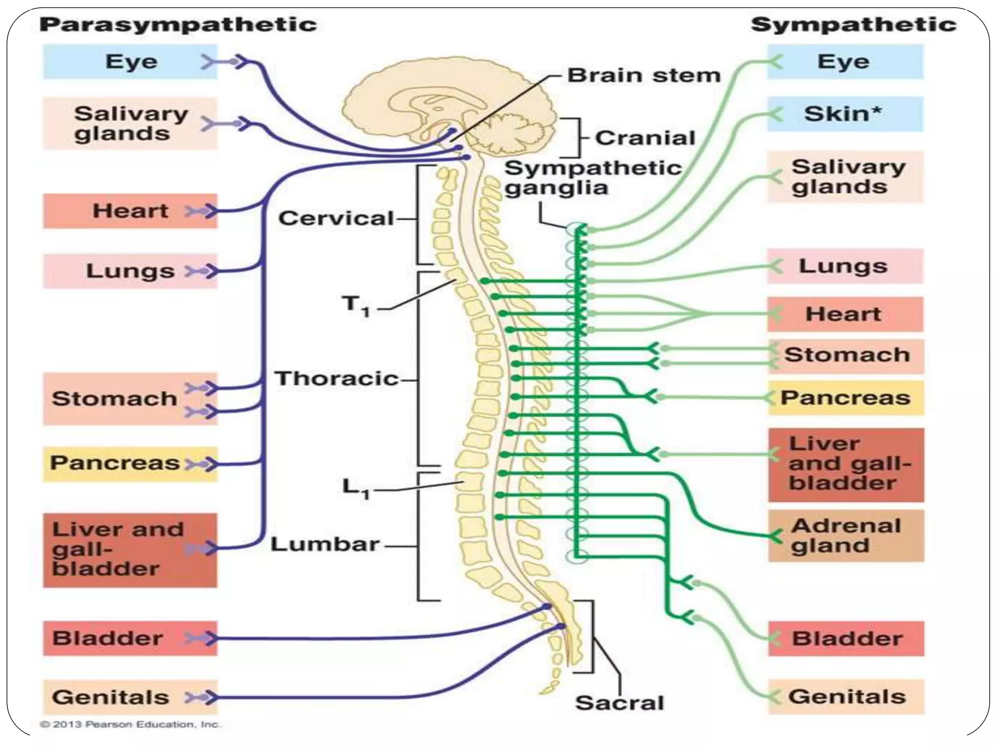 pharmacology of symphathetic system | PPTX