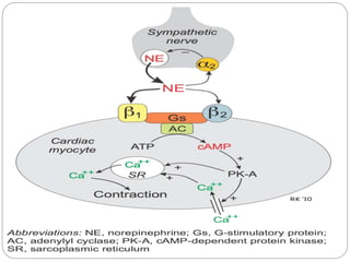 pharmacology of symphathetic system | PPTX