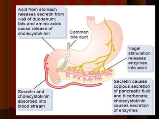 10.pancreatic pathology | PPT