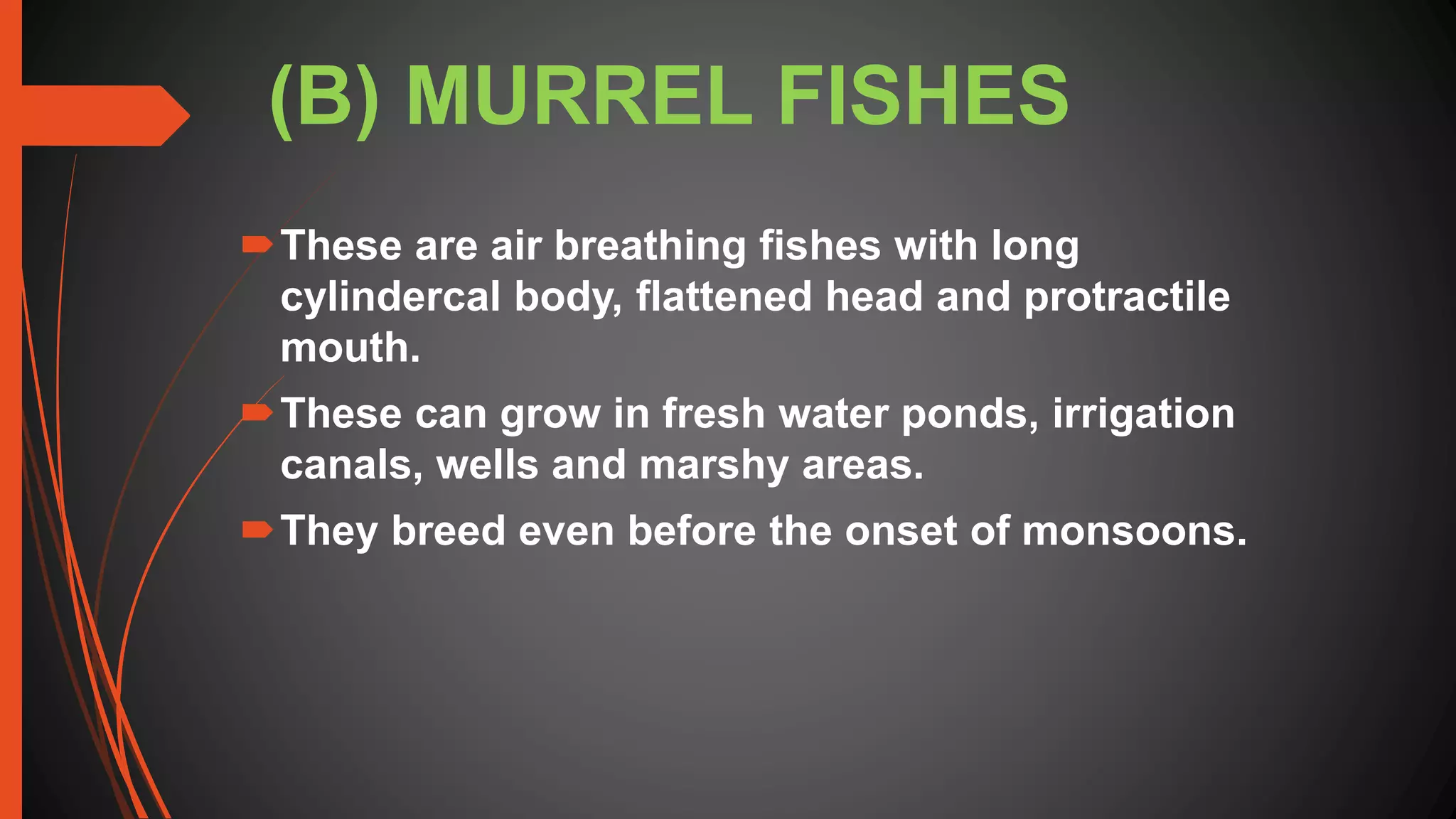 Cultivable Freshwater Finfishes Of India | PPTX