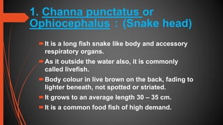 Cultivable Freshwater Finfishes Of India | PPTX