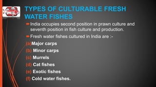 Cultivable Freshwater Finfishes Of India | PPTX