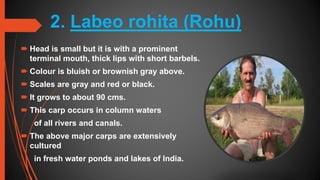 Cultivable Freshwater Finfishes Of India | PPTX