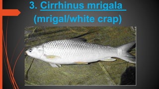 Cultivable Freshwater Finfishes Of India | PPTX