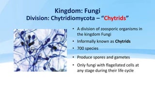 Phylum Chytridiomycota & Zygomycota | PPTX