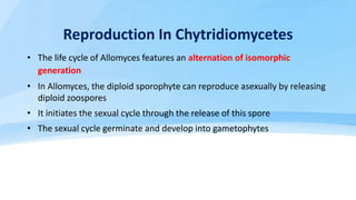 Phylum Chytridiomycota & Zygomycota | PPTX | Biological Sciences | Science