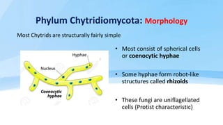 Phylum Chytridiomycota