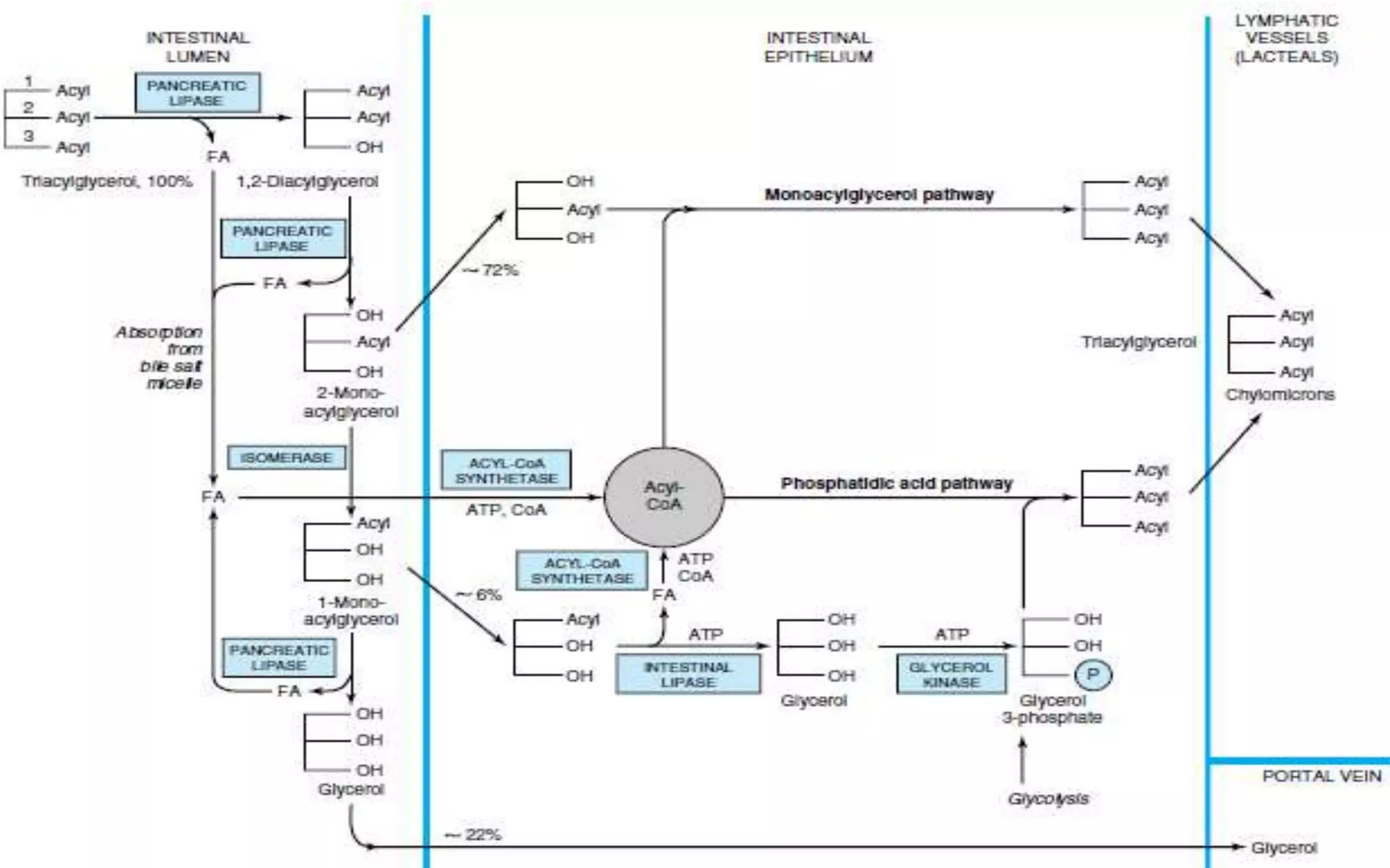 10. git lecture 10 digestion and absorption. | PPTX