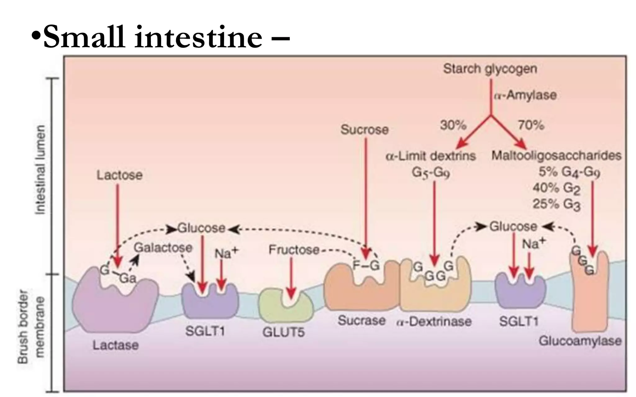 10. git lecture 10 digestion and absorption. | PPTX