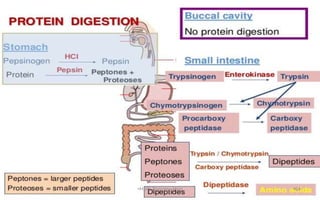 10. git lecture 10 digestion and absorption. | PPTX