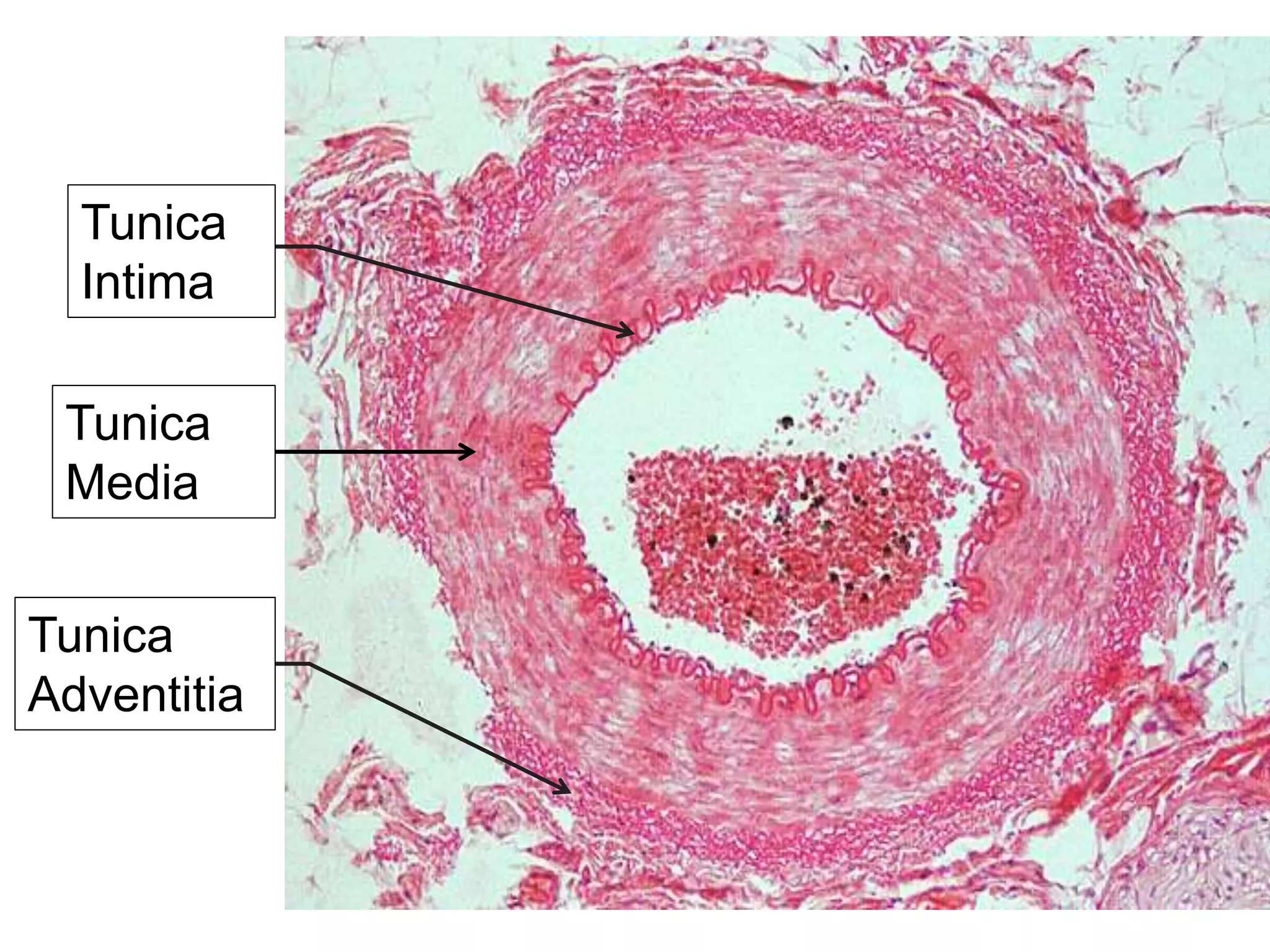 Histology of blood vessels | PPTX