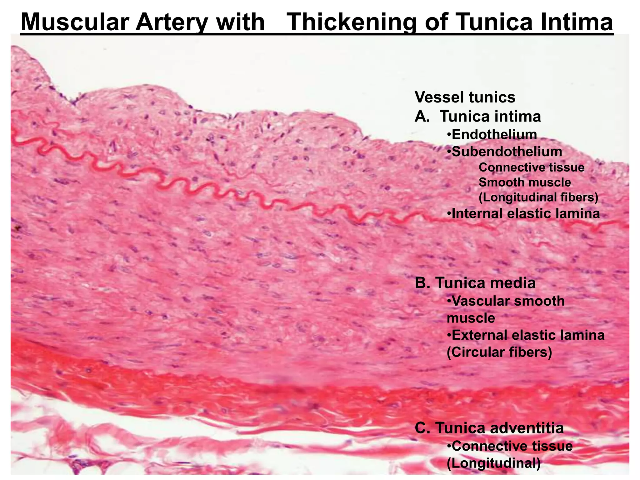 Histology of blood vessels | PPTX