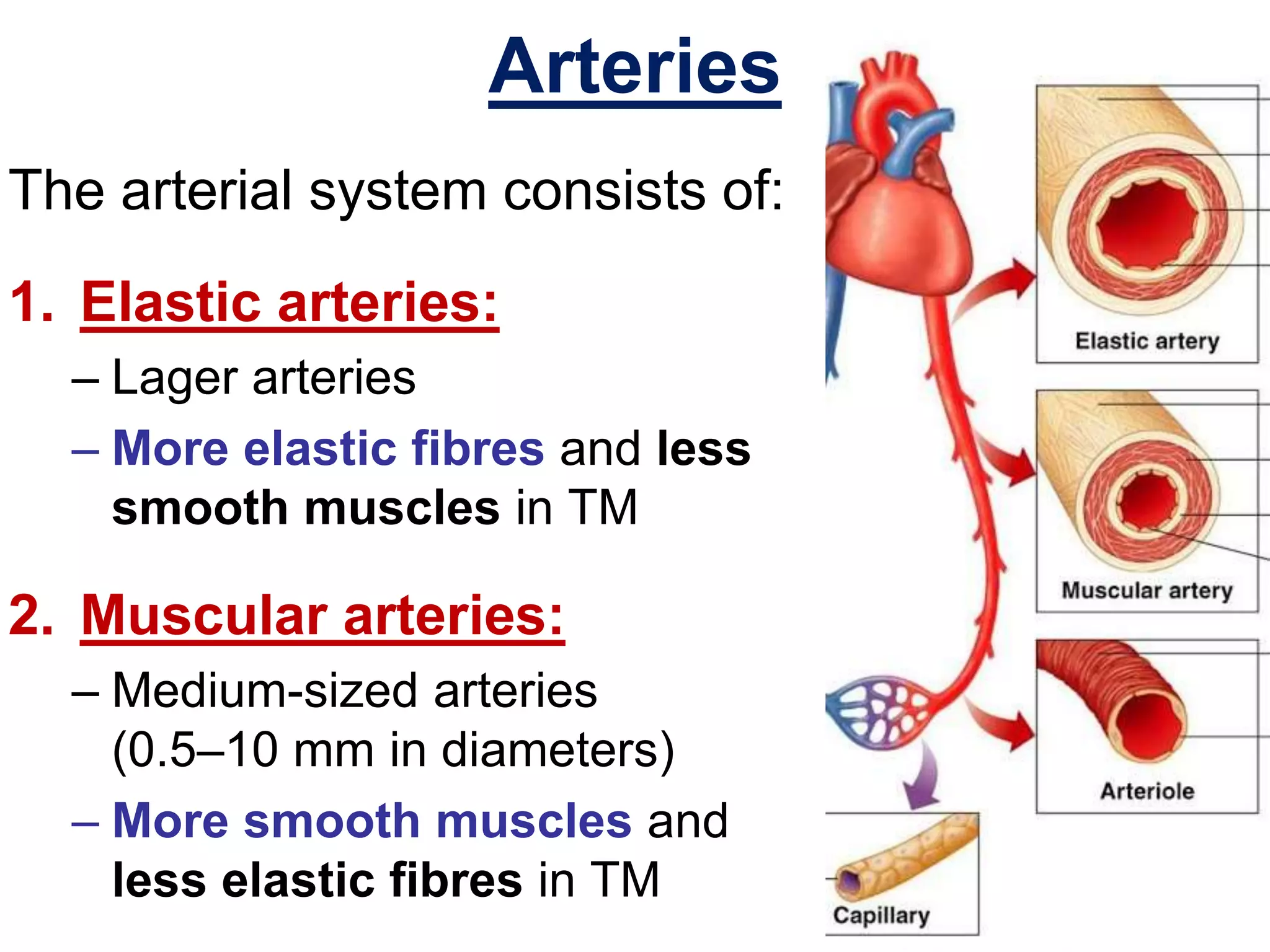 Histology of blood vessels | PPTX