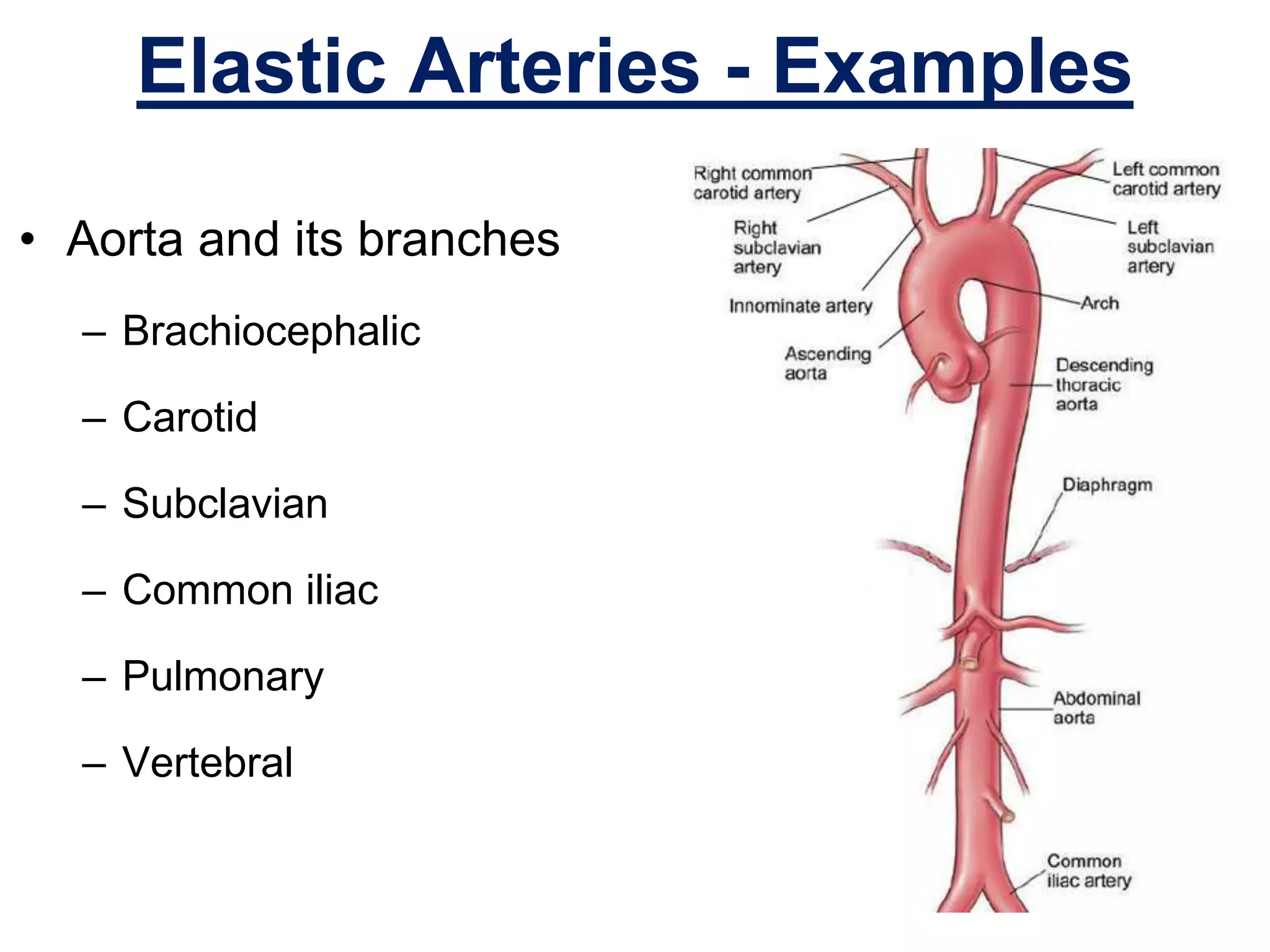 Histology of blood vessels | PPTX