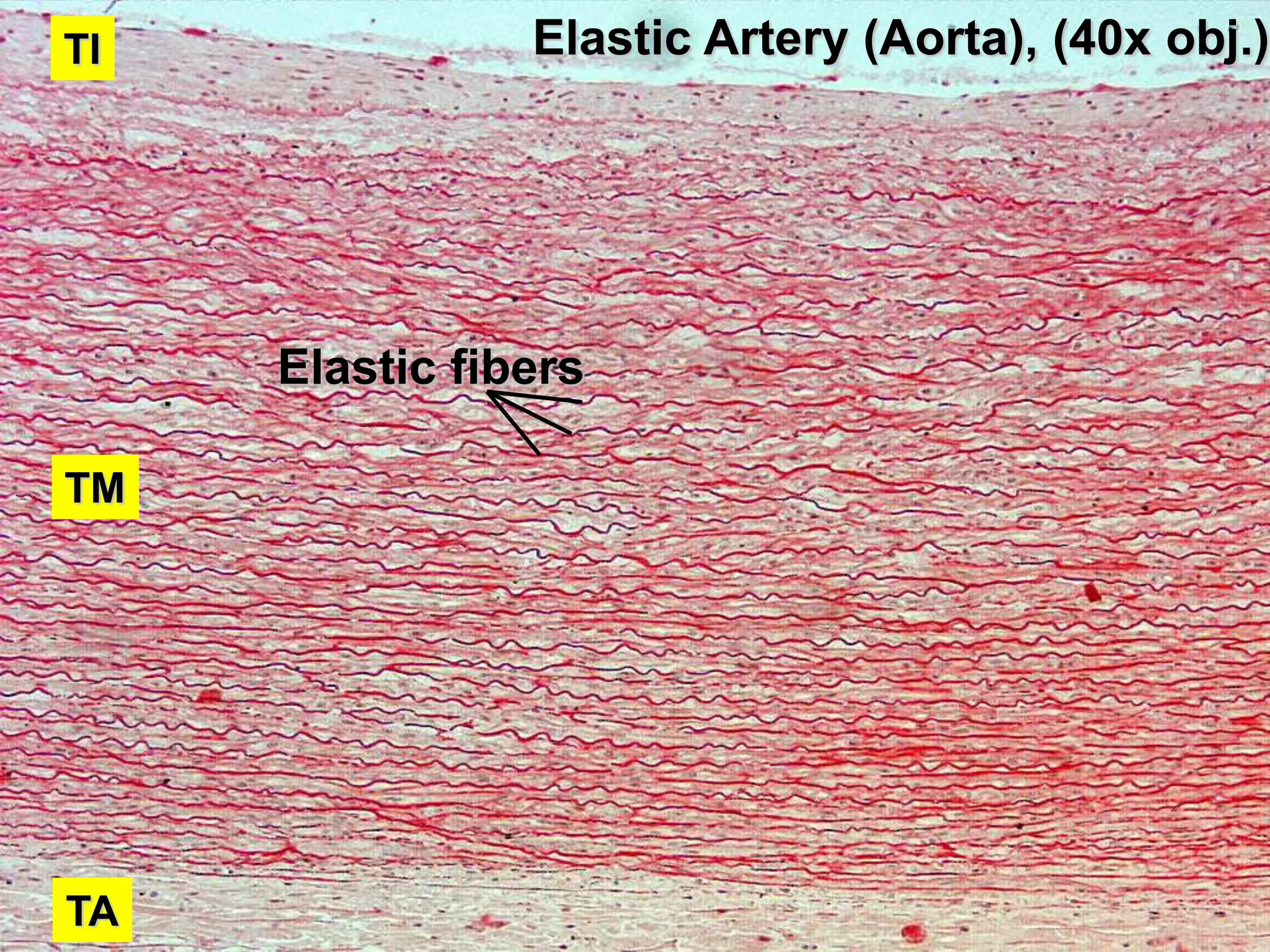 Histology of blood vessels | PPTX