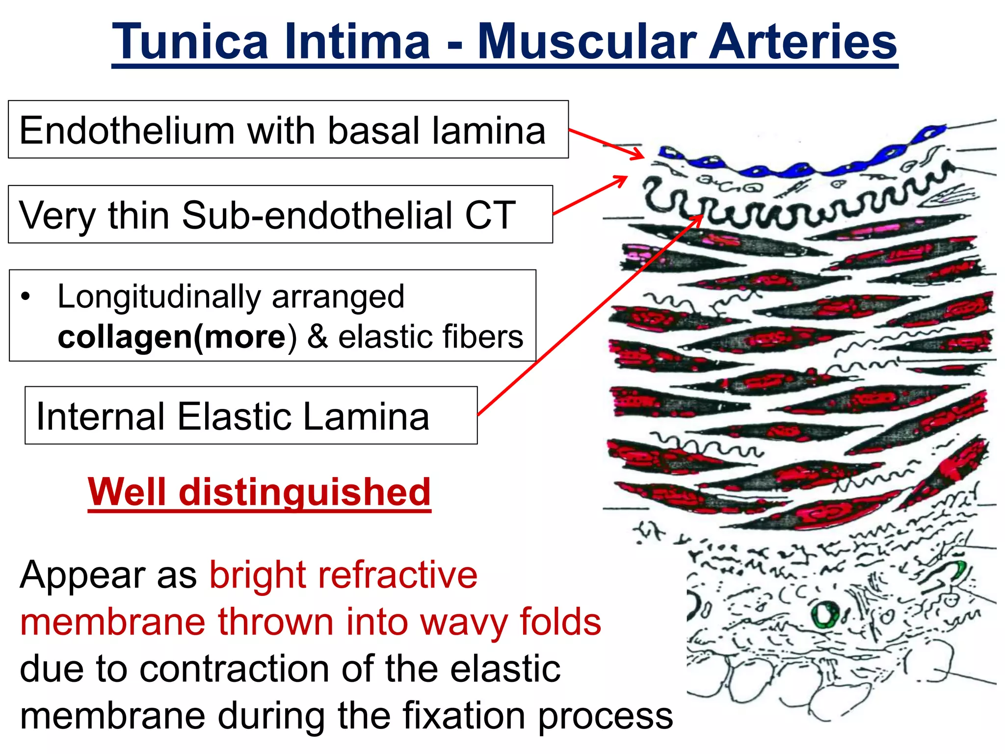 Histology of blood vessels | PPTX