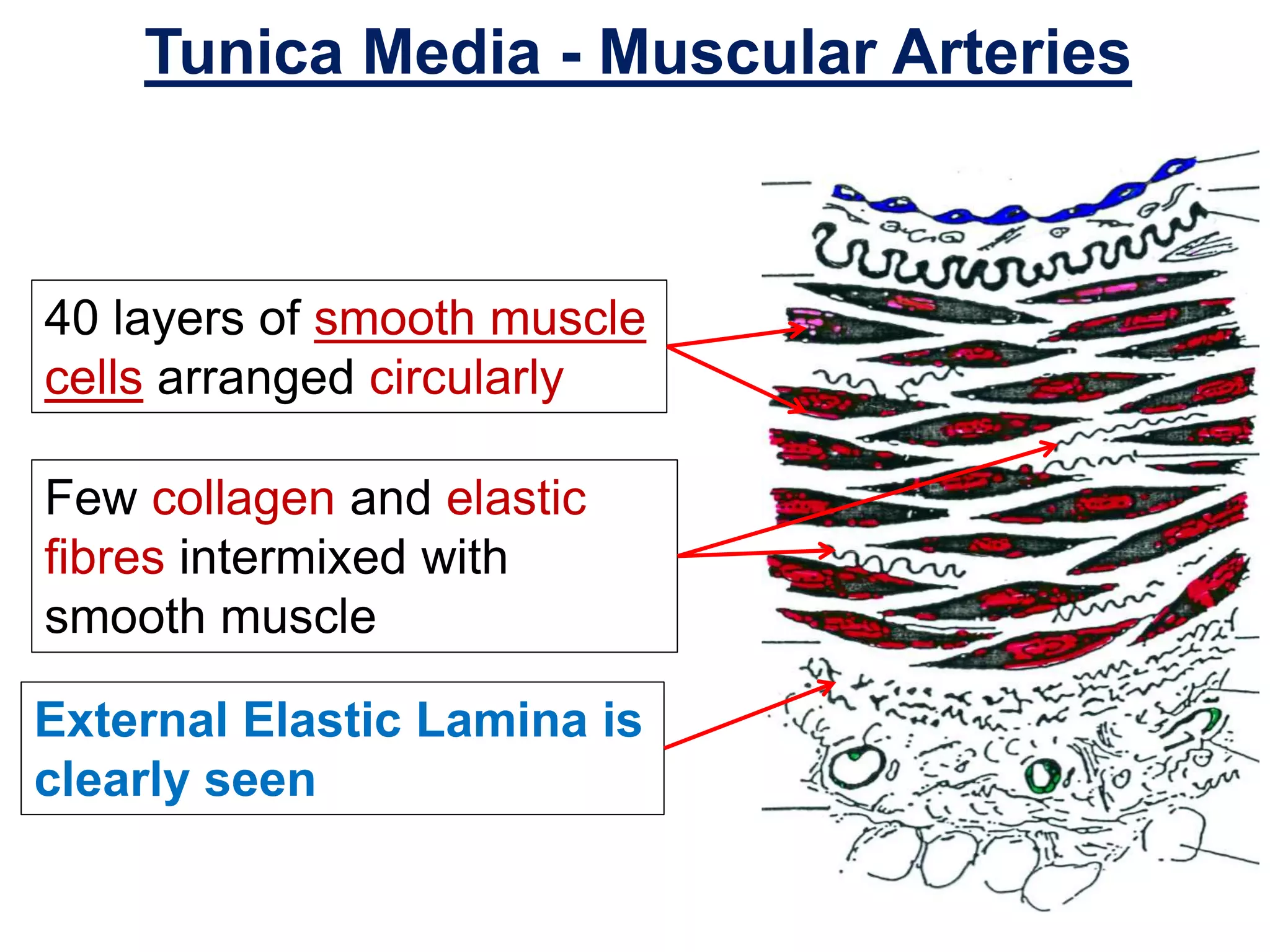 Histology of blood vessels | PPTX