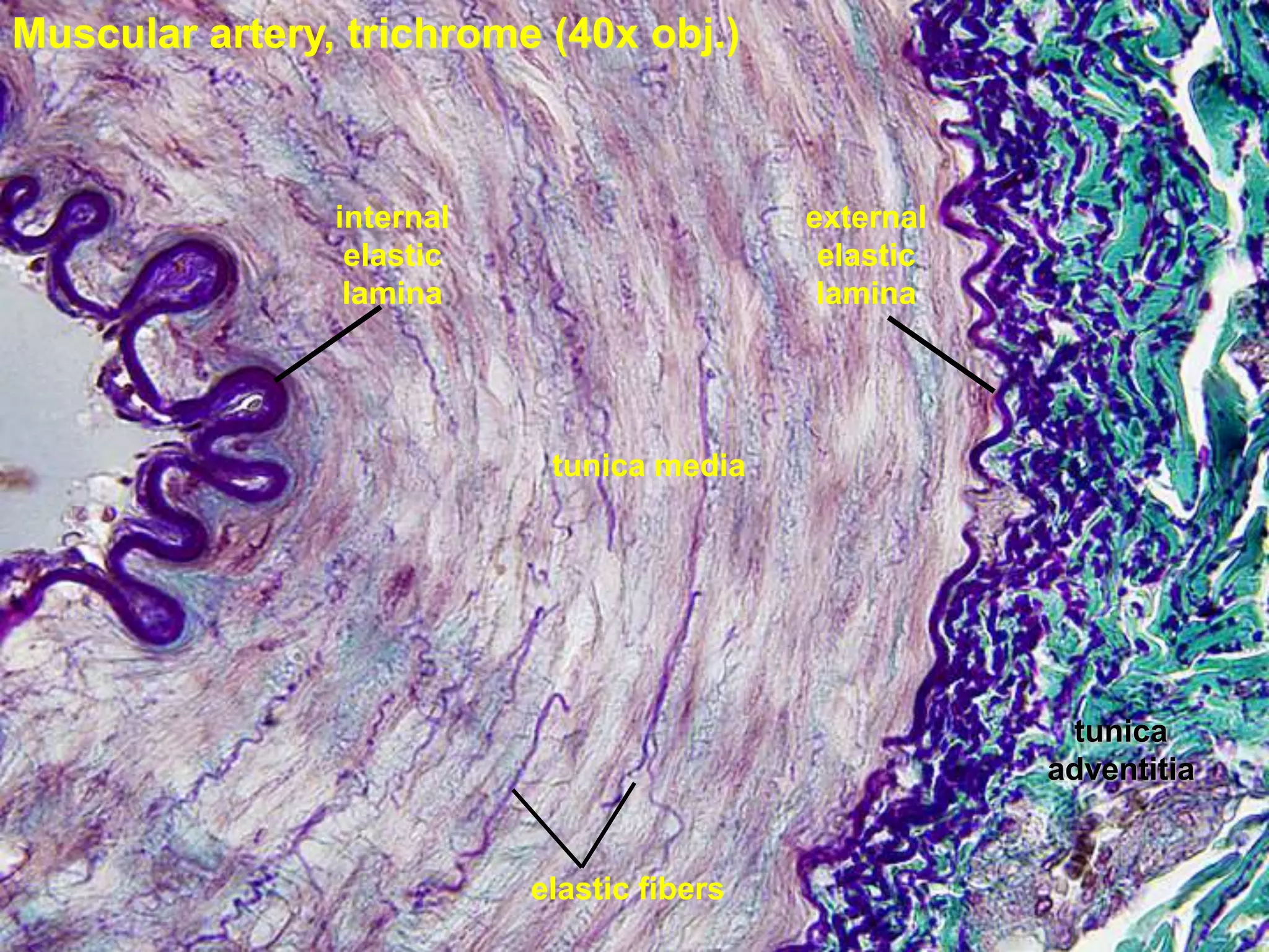 Histology of blood vessels | PPTX