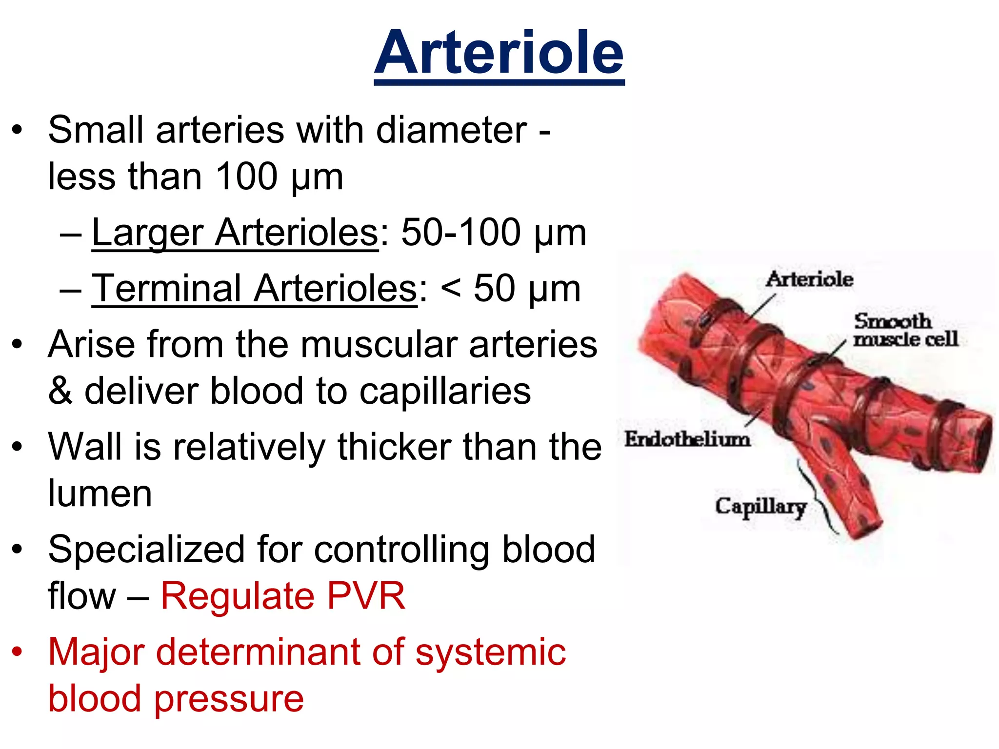 Histology of blood vessels | PPTX