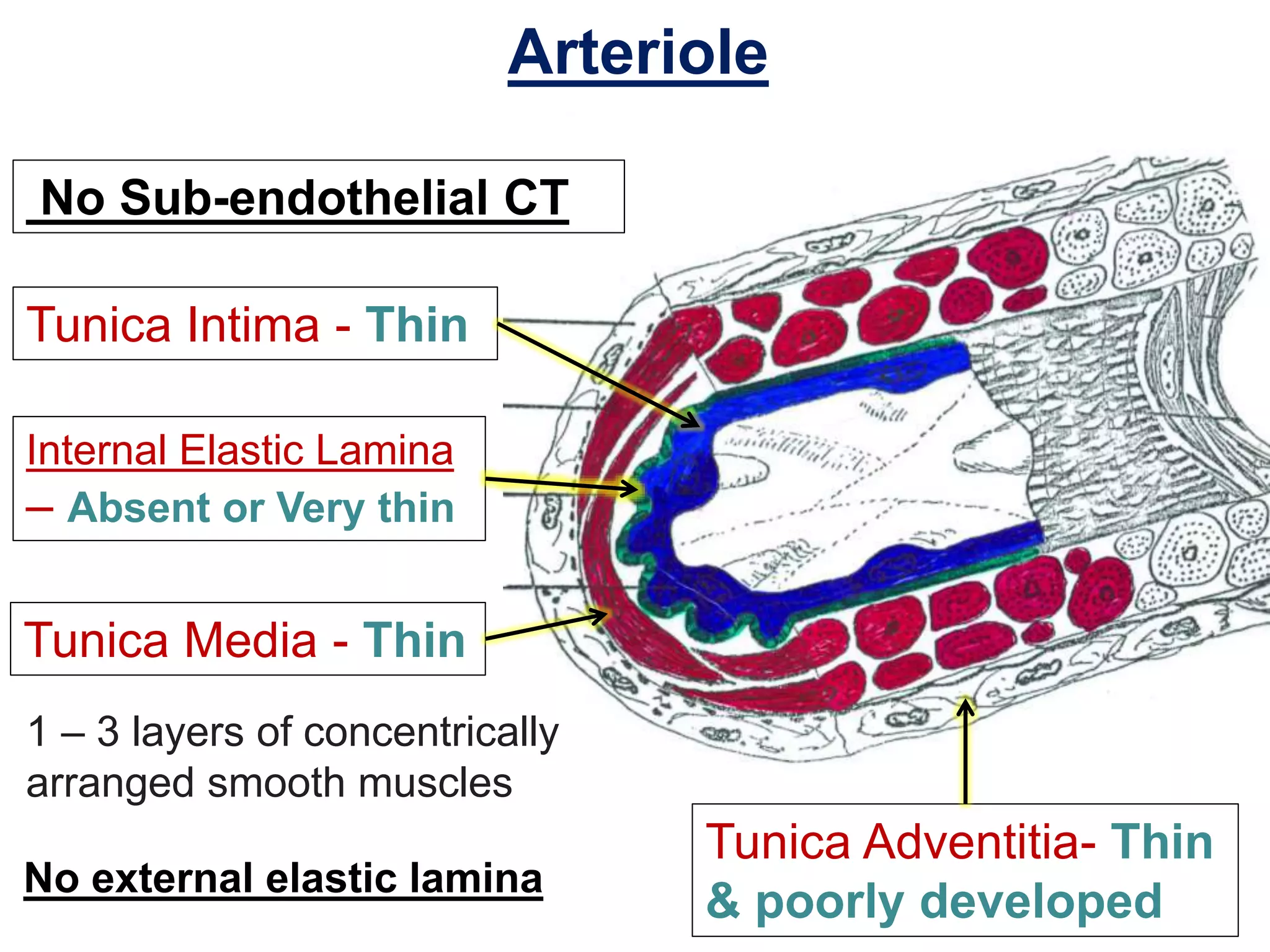 Histology of blood vessels | PPTX