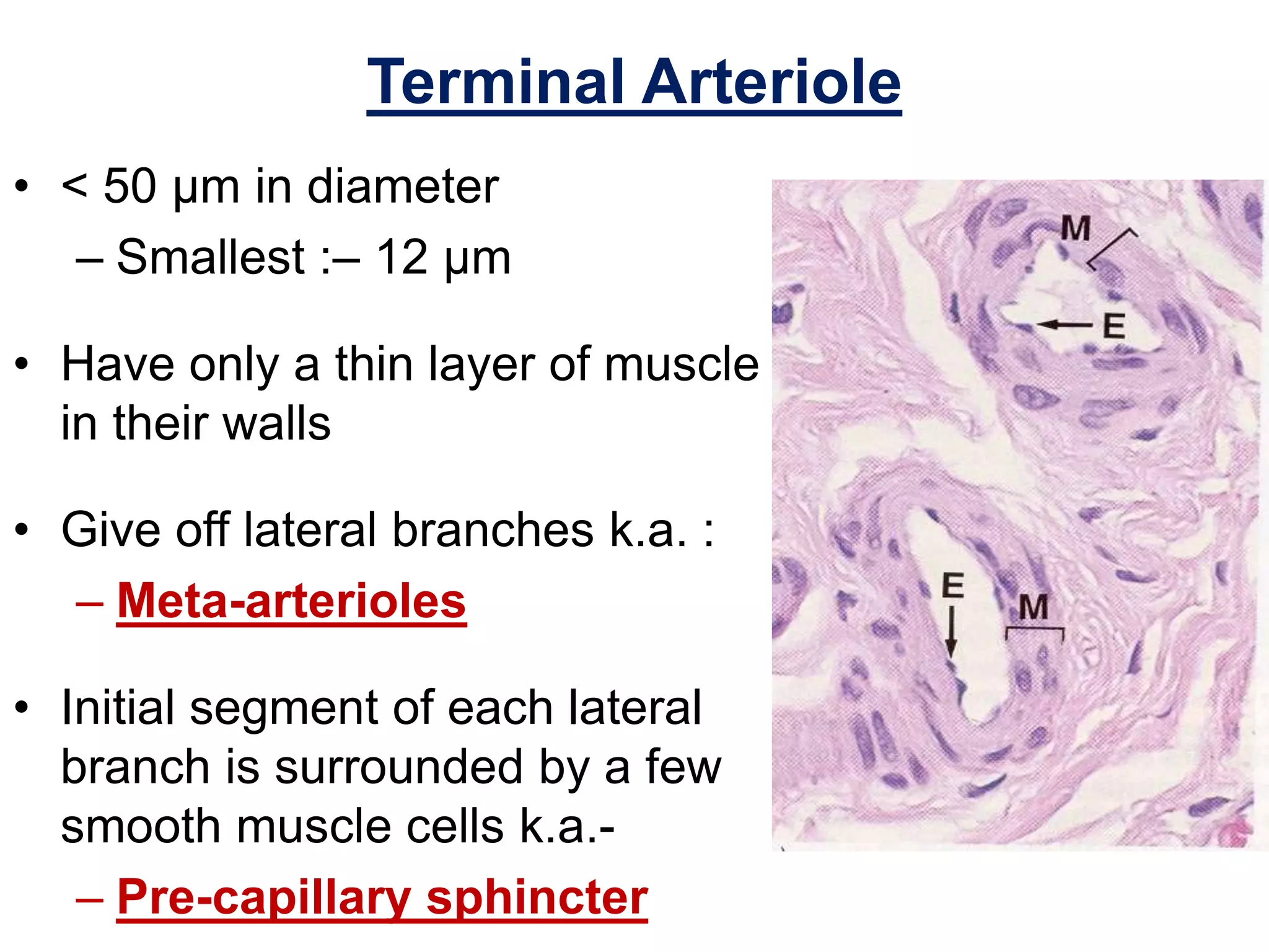 Histology of blood vessels | PPTX