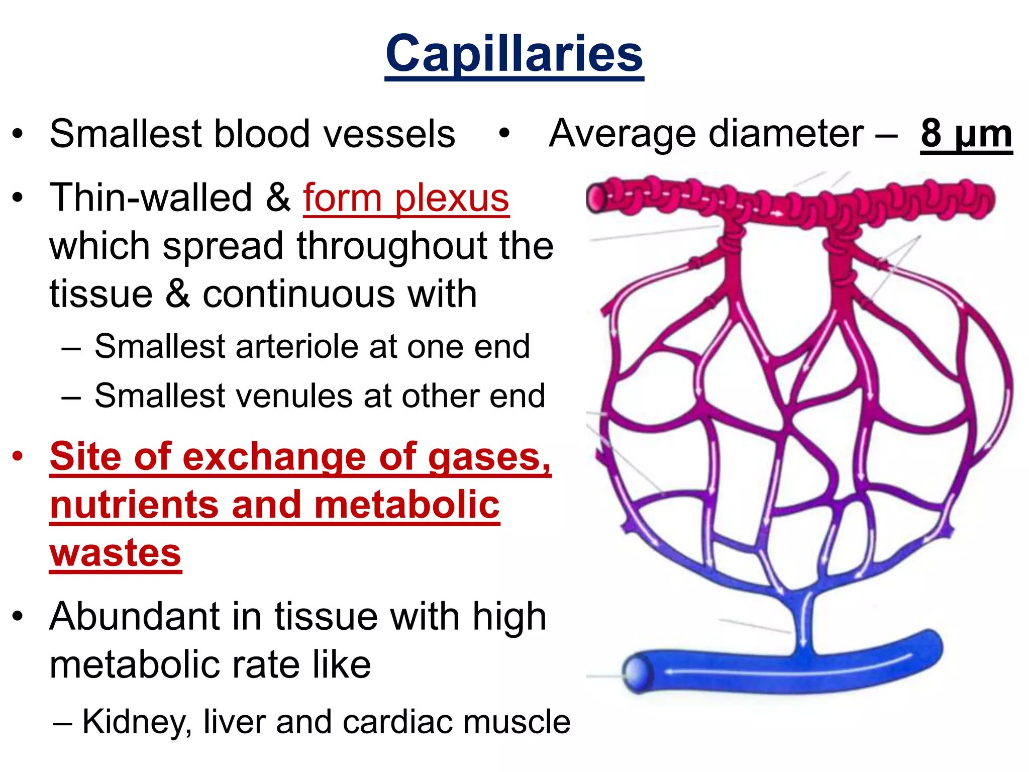 Histology of blood vessels | PPTX