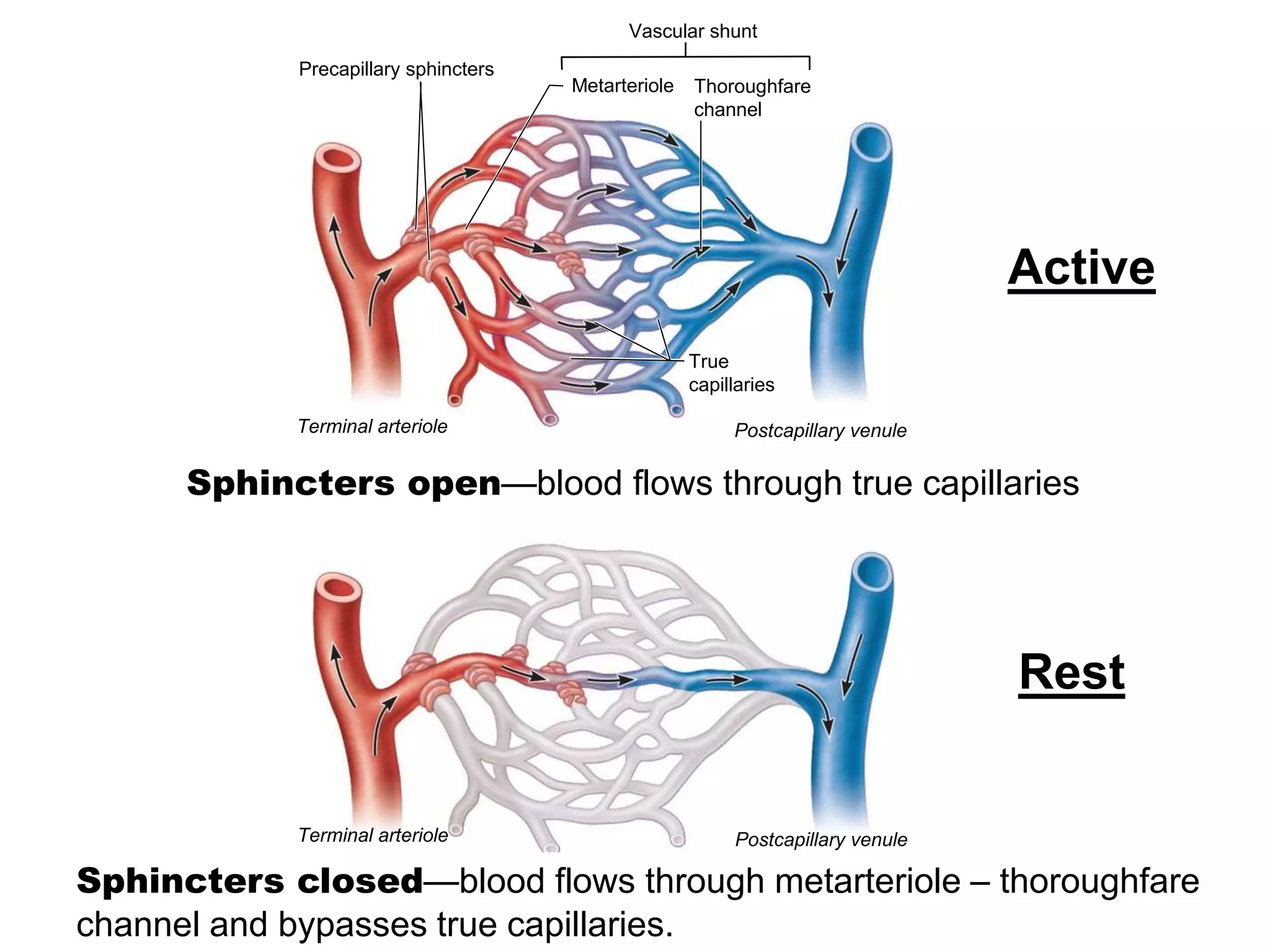 Histology of blood vessels | PPTX