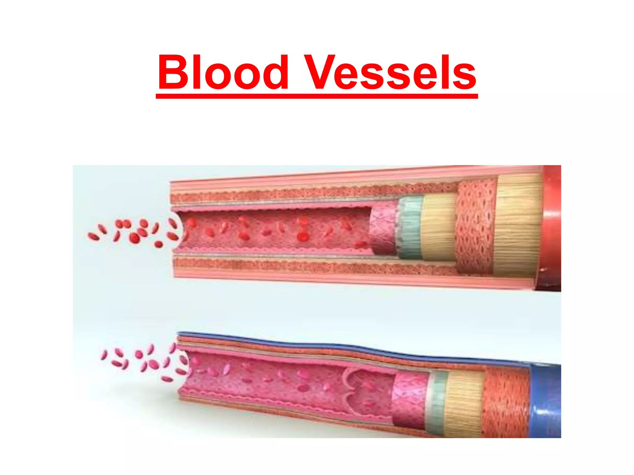 Histology of blood vessels | PPTX
