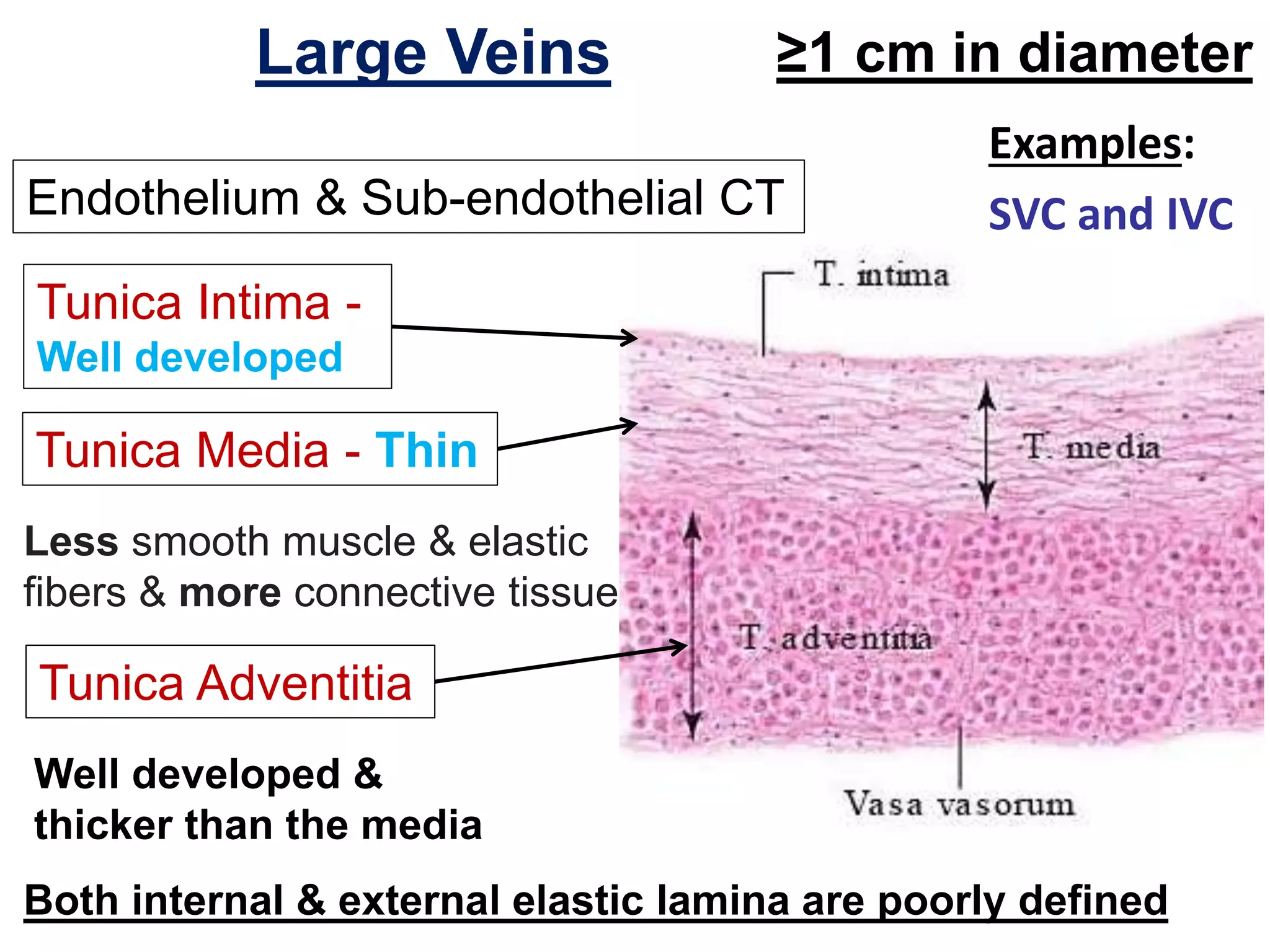 Histology of blood vessels | PPTX