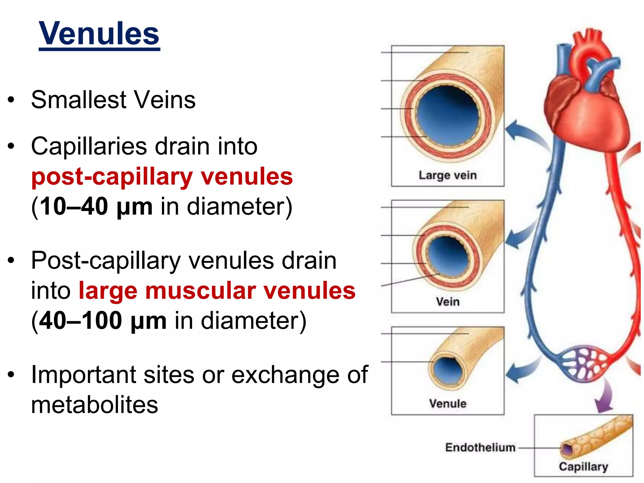 Histology of blood vessels | PPTX