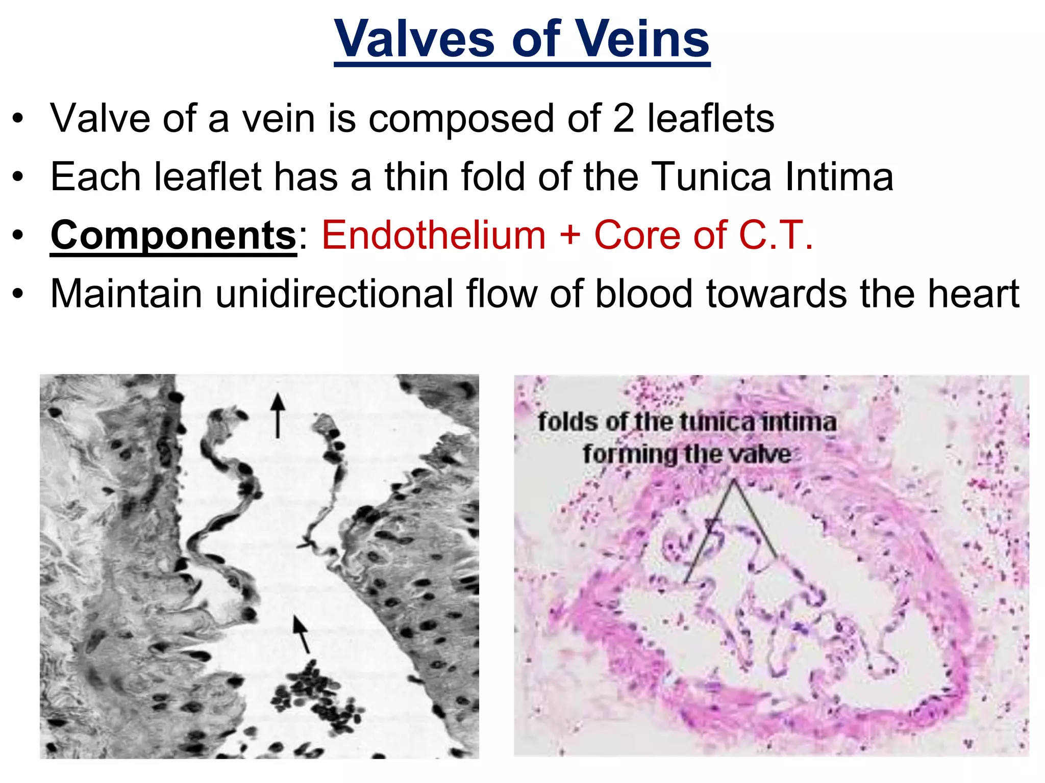 Histology of blood vessels | PPTX