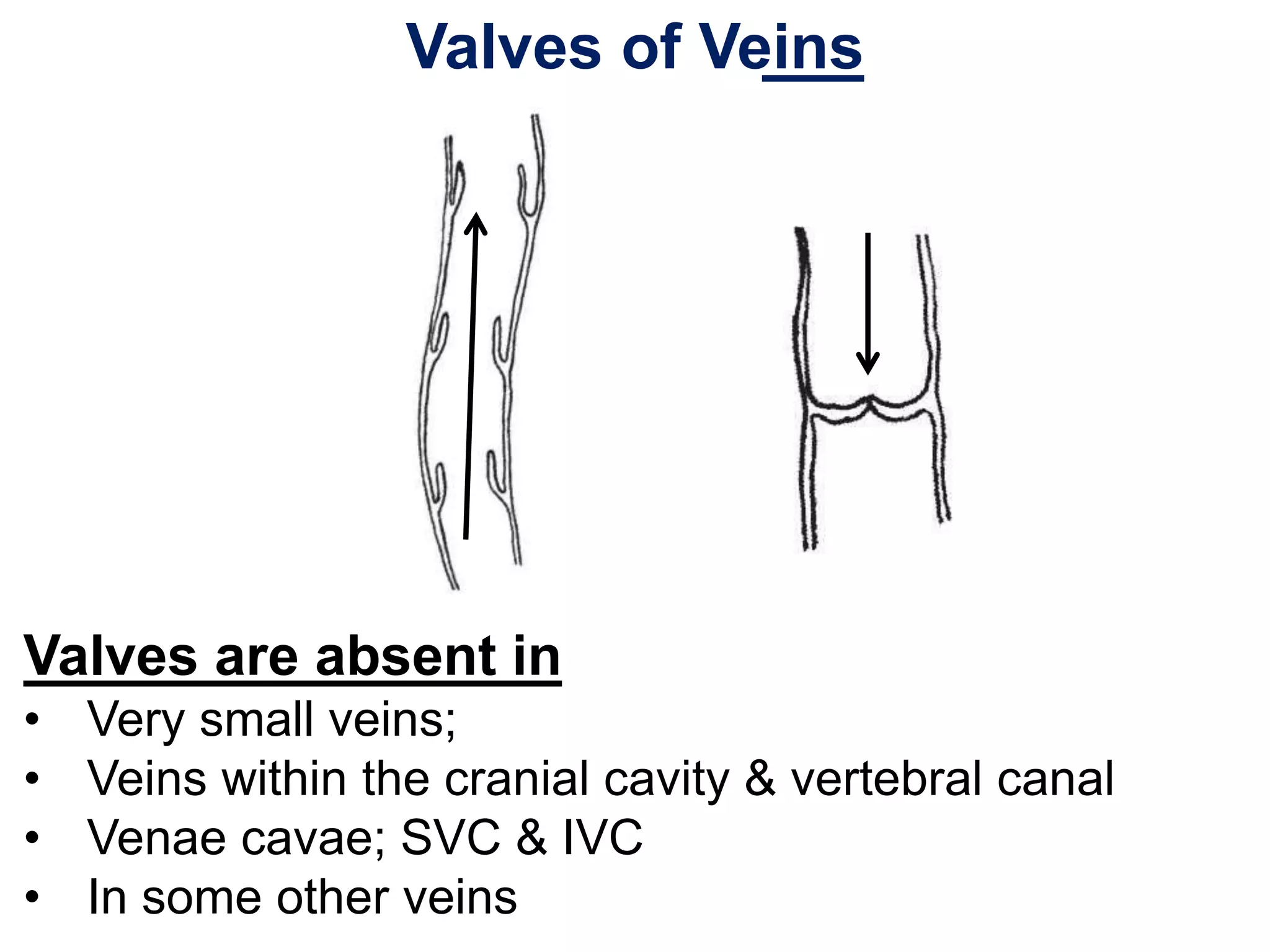 Histology of blood vessels | PPTX