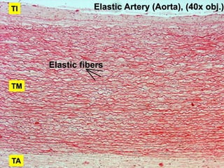 Histology of blood vessels | PPTX