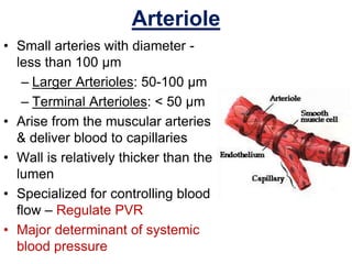 Histology of blood vessels | PPTX