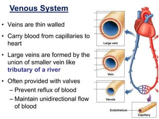Histology of blood vessels | PPTX