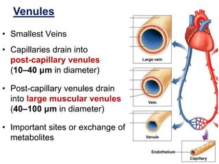 Histology of blood vessels | PPTX