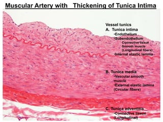Histology Of Blood Vessels Tunica Intima Media