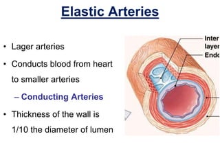 Difference Between Elastic And Muscular Arteries Compare, 51% OFF