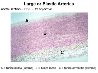 Elastic Artery Histology