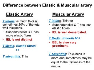 Muscular Artery Vs Elastic Artery Histology