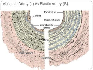 Muscular Artery Vs Elastic Artery Histology