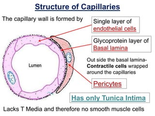 Capillary Histology