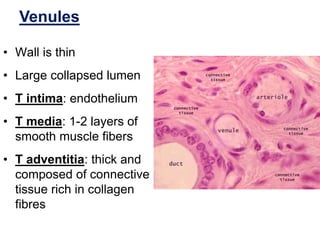 Venule Histology Histology Practical Blood And Capillaries