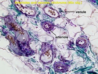 Venule Histology Histology Practical Blood And Capillaries