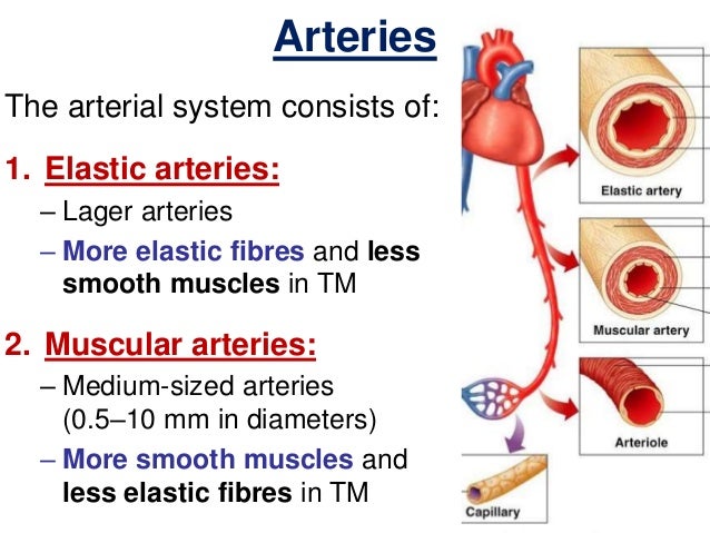 Histology of blood vessels