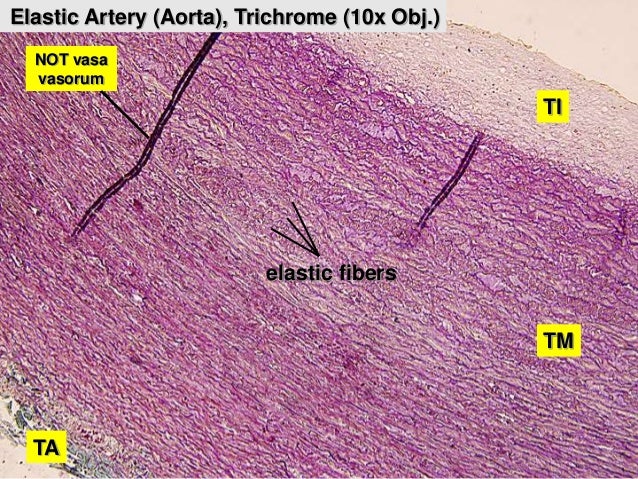 Histology of blood vessels