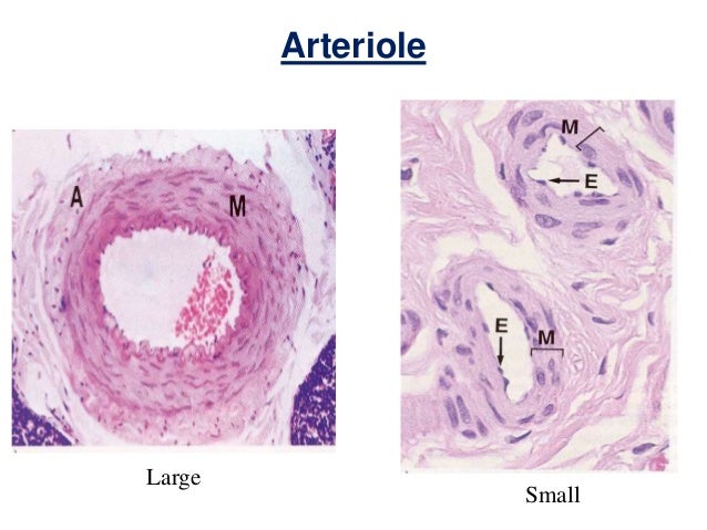 Histology of blood vessels