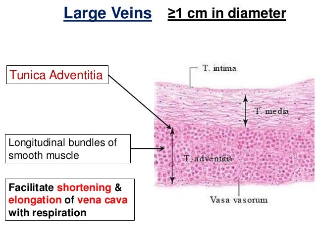 Histology of blood vessels